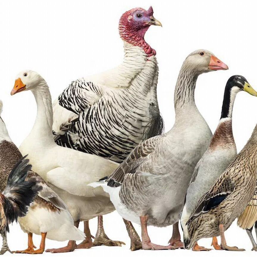 Ощипка птицы щипаю кур уток гусей бройлеров