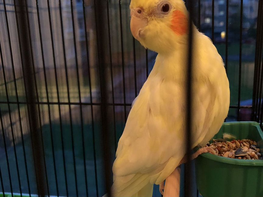 Попугай корелла девочка