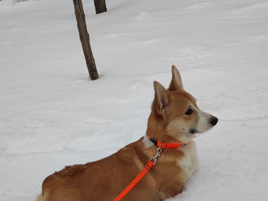 Корги кобель для вязки