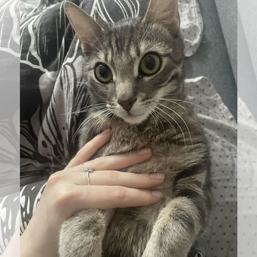 Отдаю кота в добрые руки