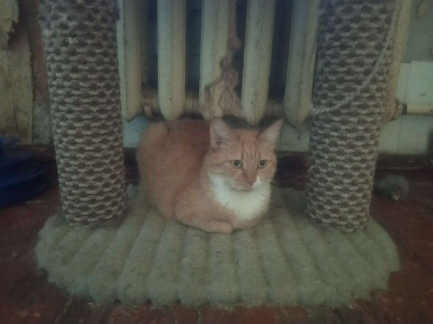 Кошка в добрые руки