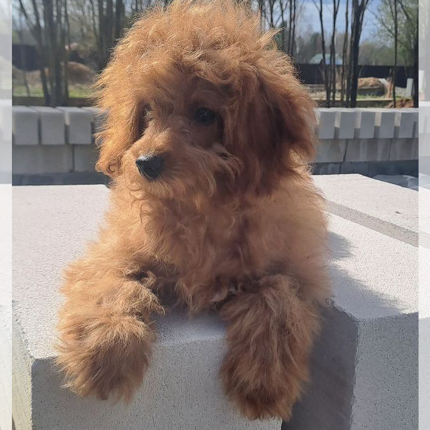 Кавапу, щенок