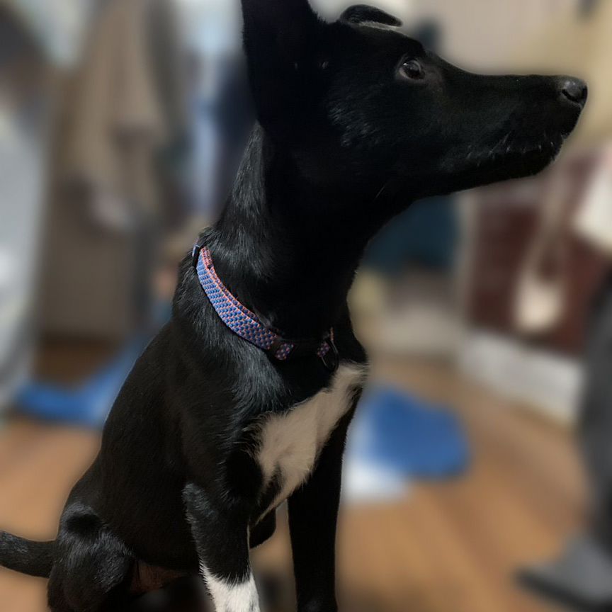 Отдам щенка в добрые руки