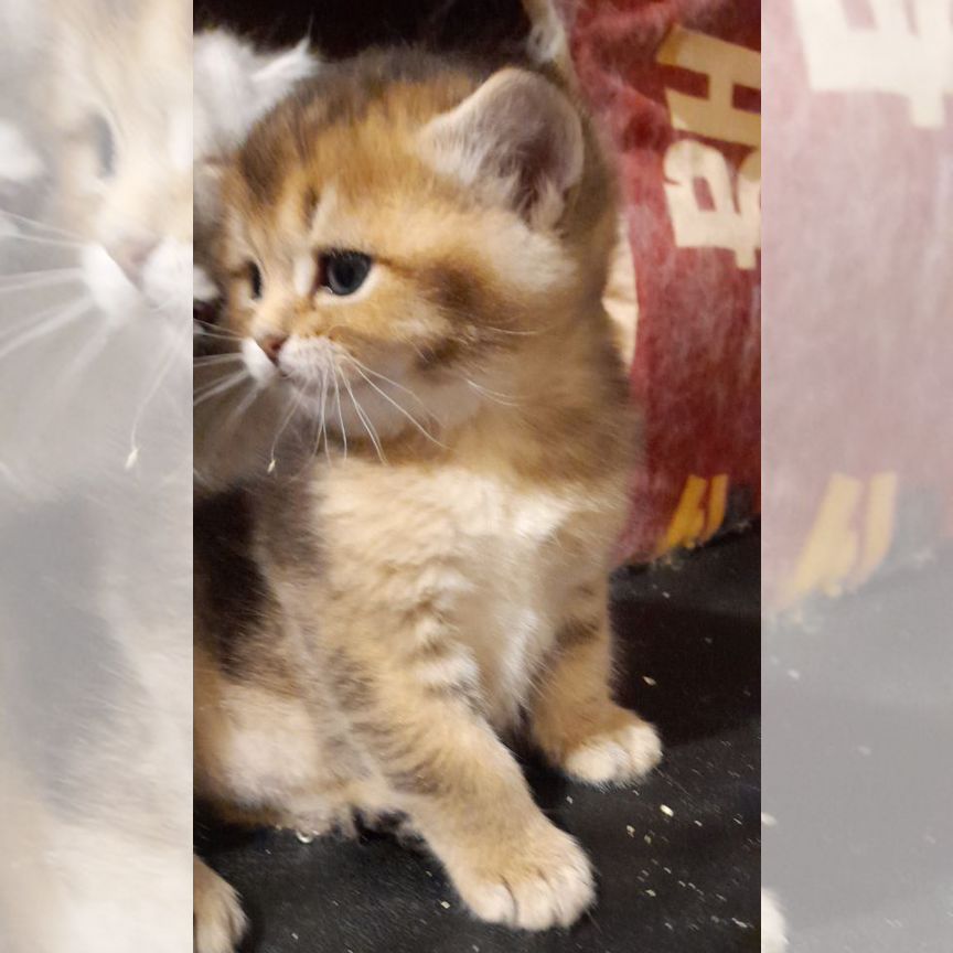 Шотландский прямоухий короткошёрстный котёнок