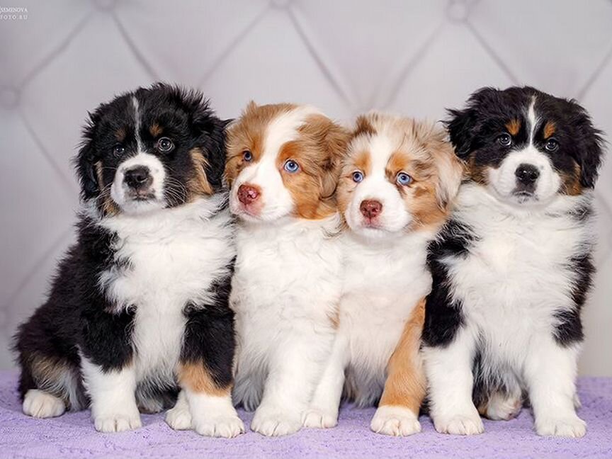 Миниатюрная американская овчарка