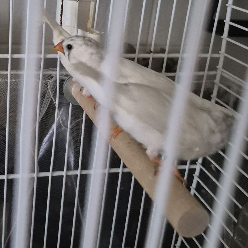 Зебровые амадины