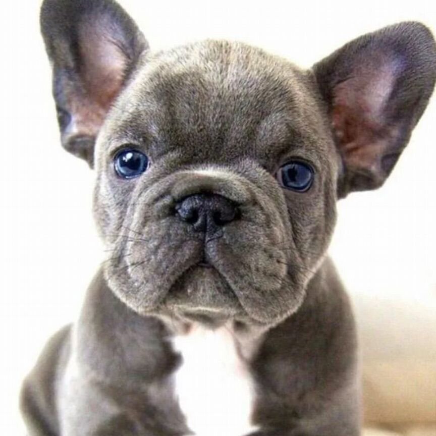 Французский бульдог щенок