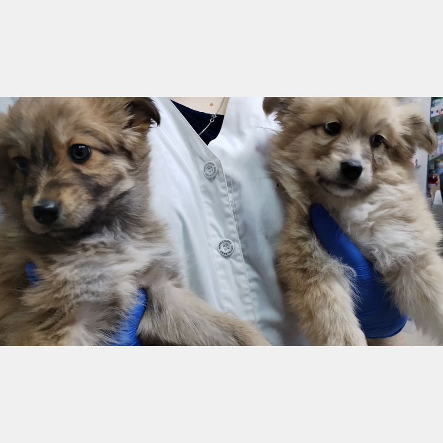 Кутята в добрые руки