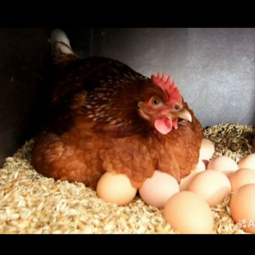 Куры несушки