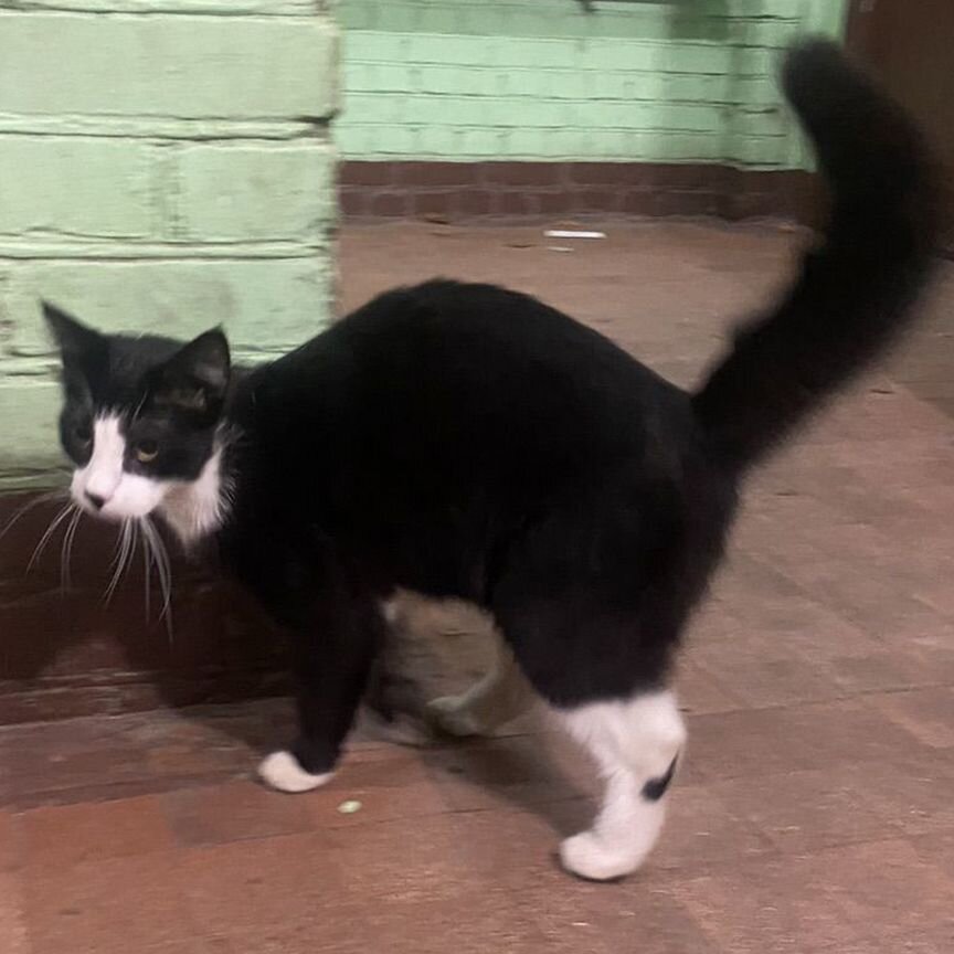 Нашли кота или кошку