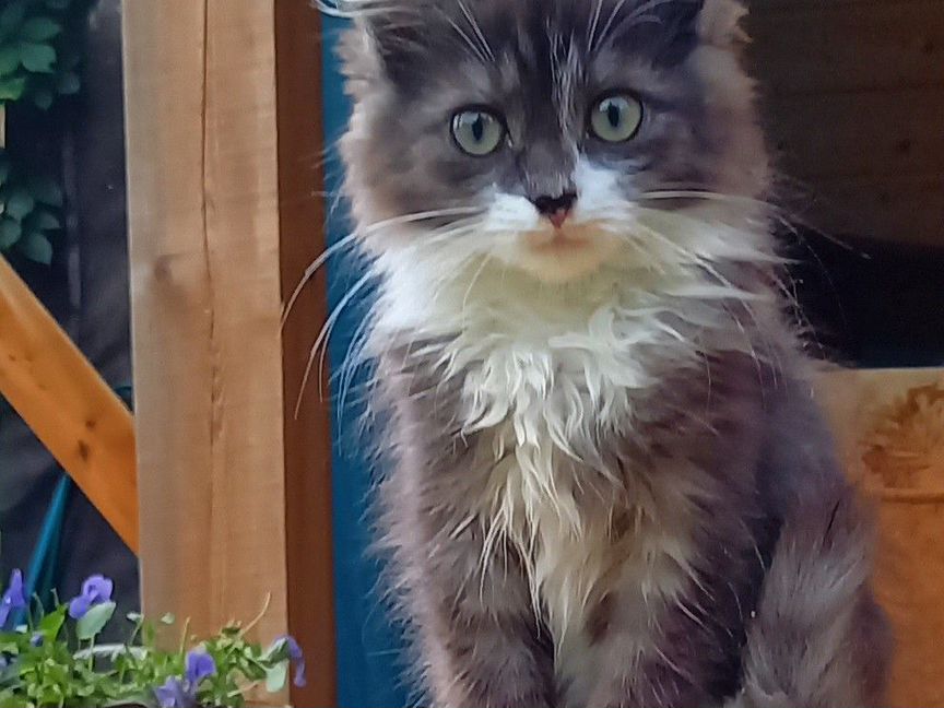 Котята ищут дом