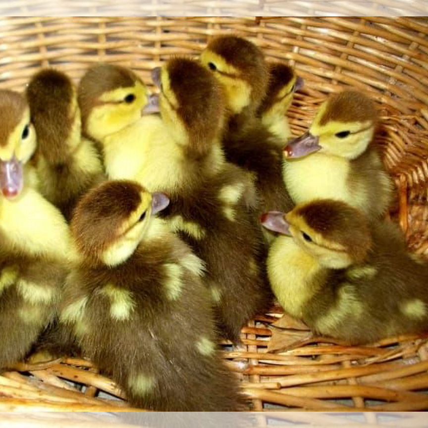 Цыплята, индоутята