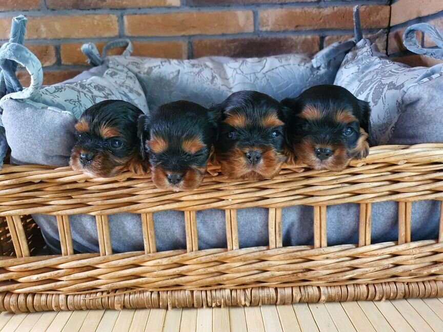 Кавалер кинг чарльз