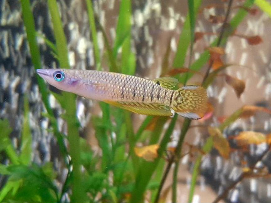 Аквариумные рыбки бесплатно