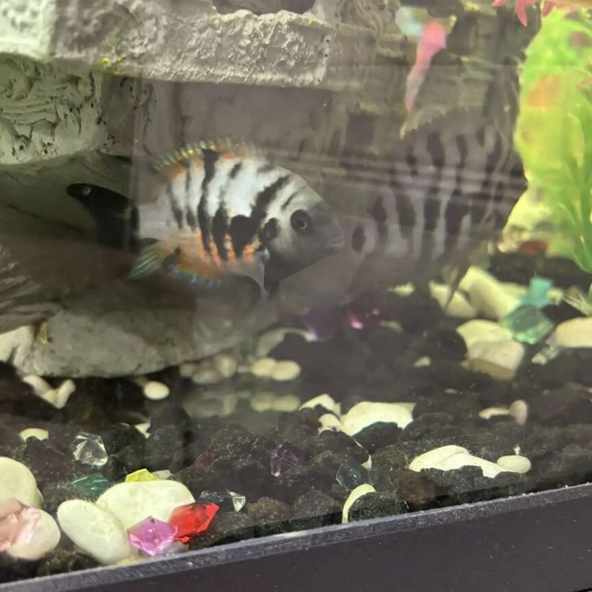 Аквариумные рыбки