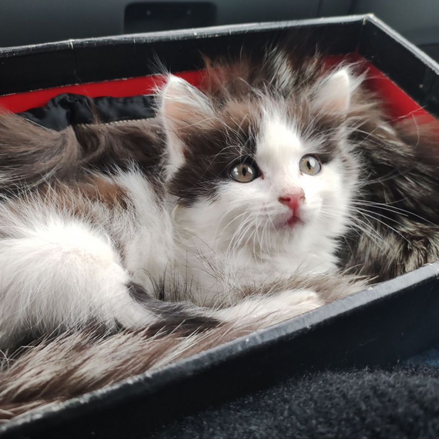 Котенок мальчик в добрые руки