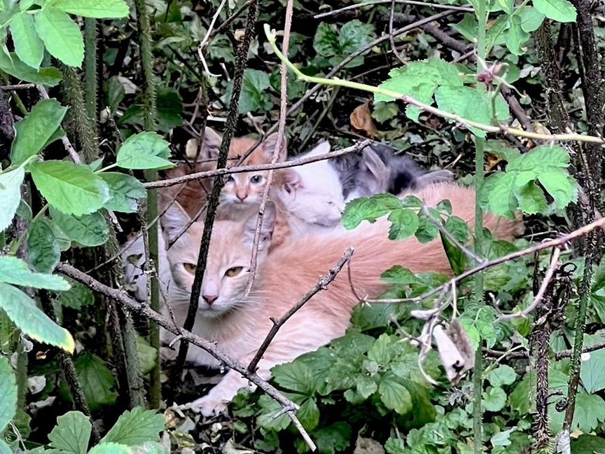 Котята в добрые руки