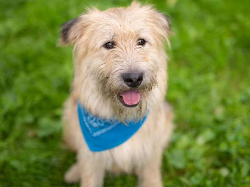 Собака Пушистик Тобиас бородатик