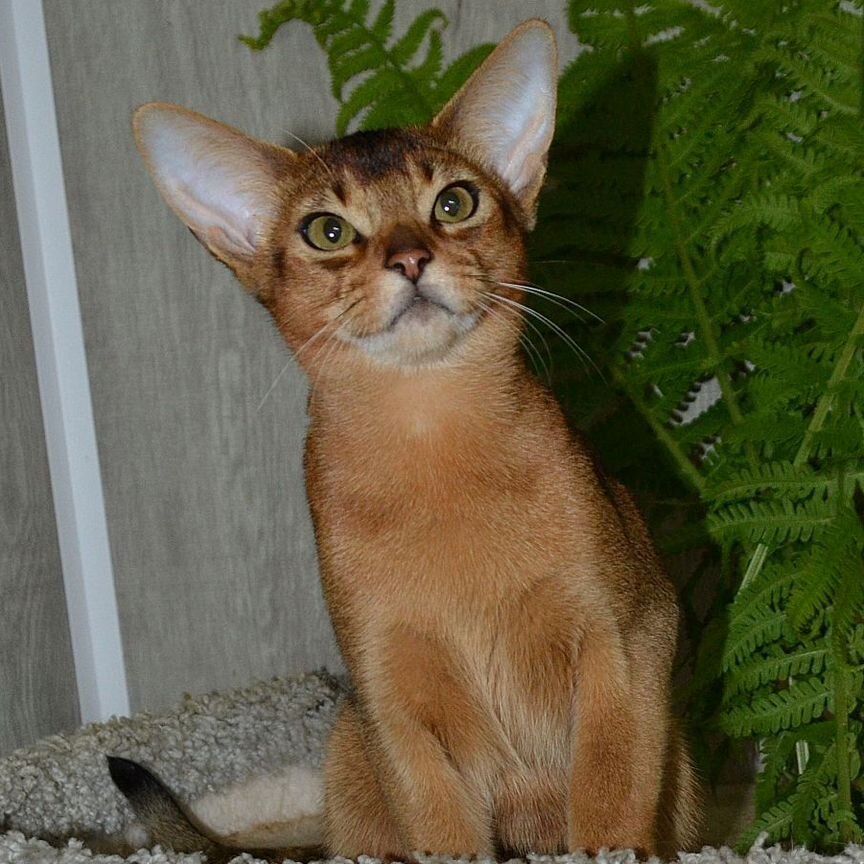 Абиссинский котёнок