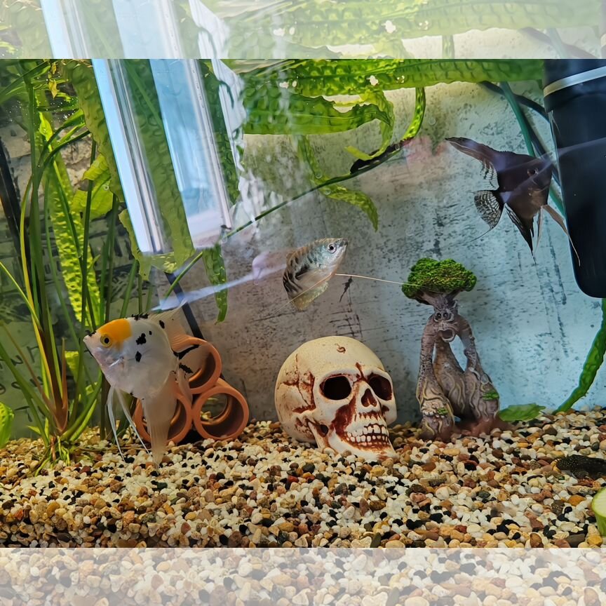 Аквариумные рыбки