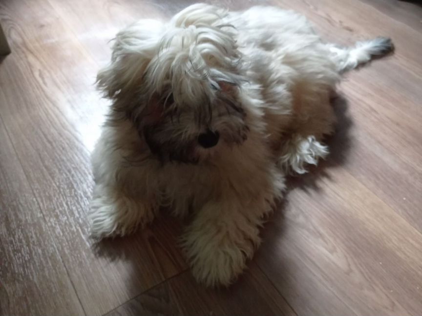 Собаки щенки маленькой породы