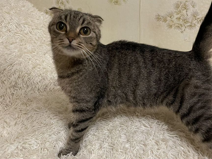 Шотландская вислоухая кошка бесплатно