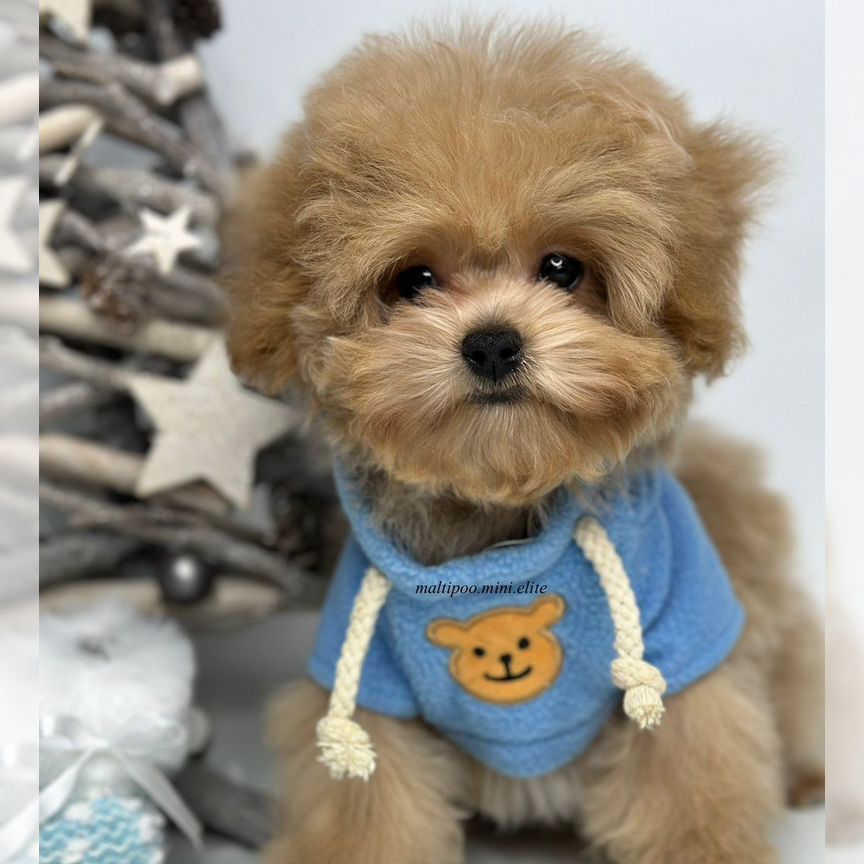 Мальтипу, щенок