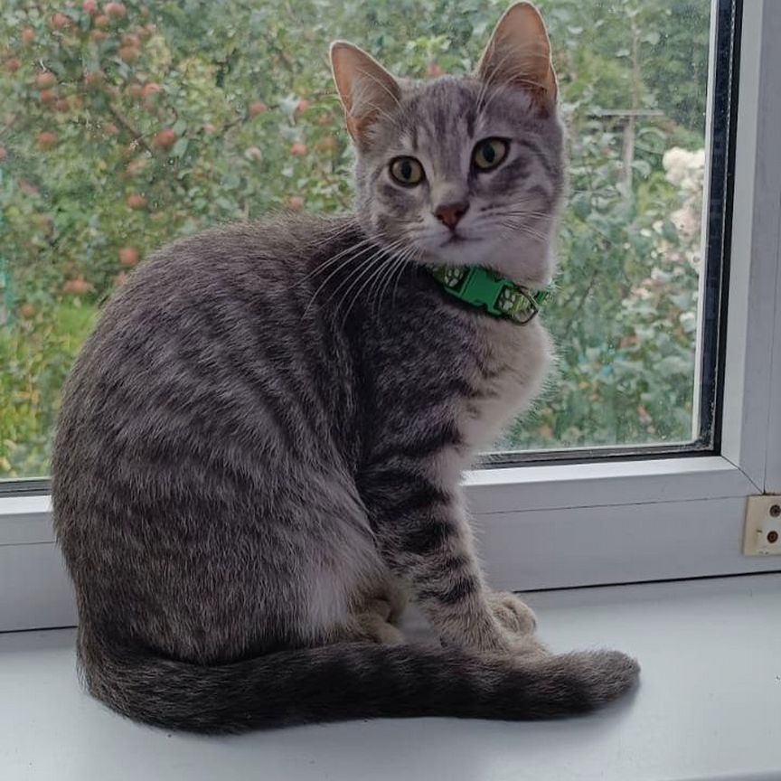 Котята. 4 месяца