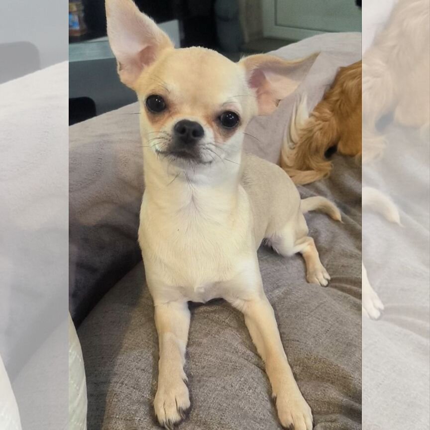 Чихуахуа, щенок