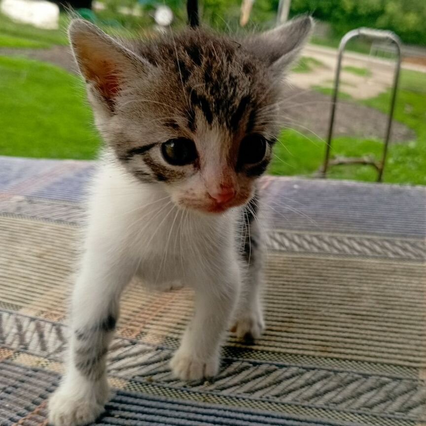 Котёнок в добрые руки