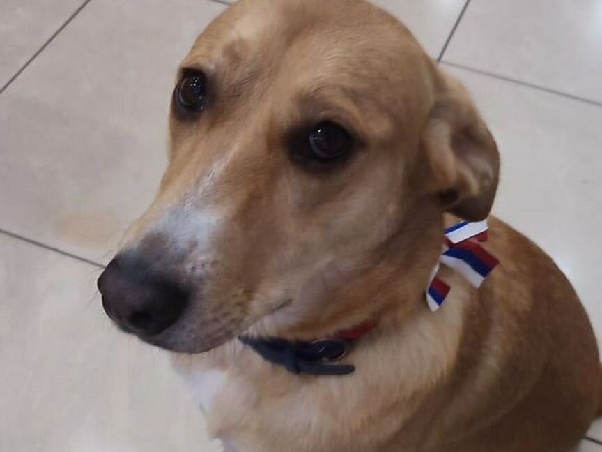 Собака в добрые руки