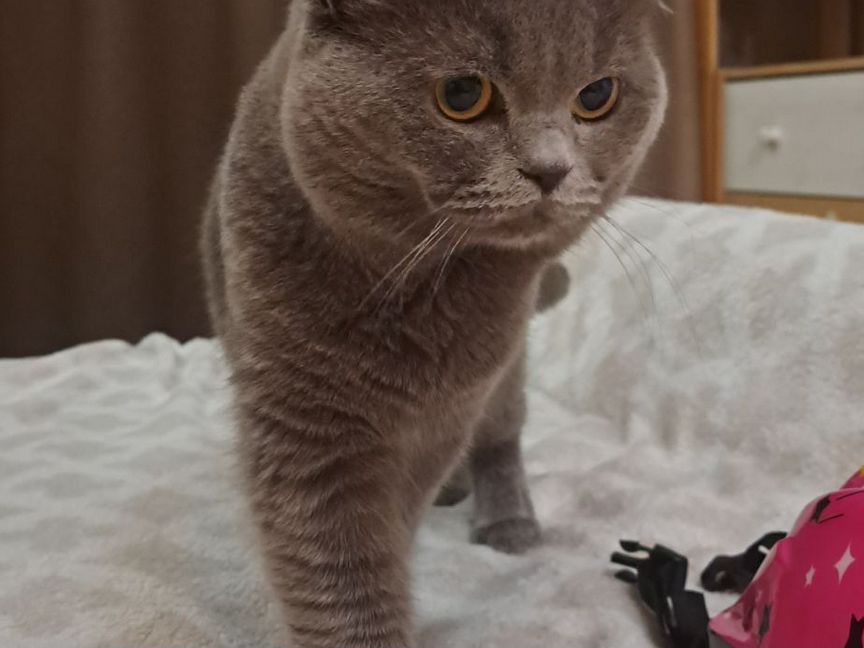 Шотландский кот на вязку
