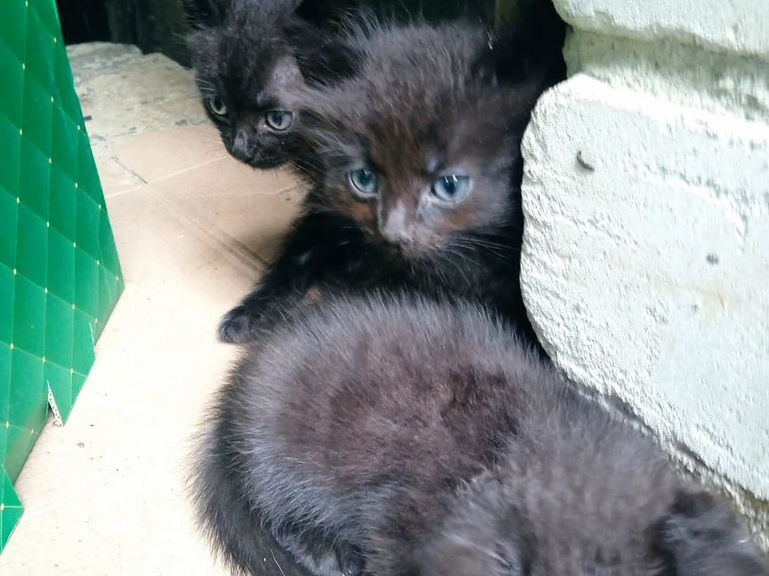 Котята одни на улице