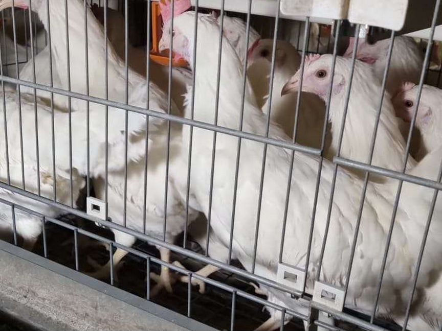 Кормосмесь для кур несушек 40 кг