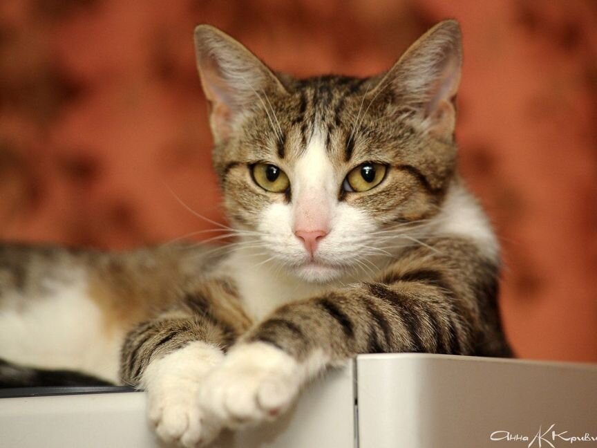 Котенок Манечка