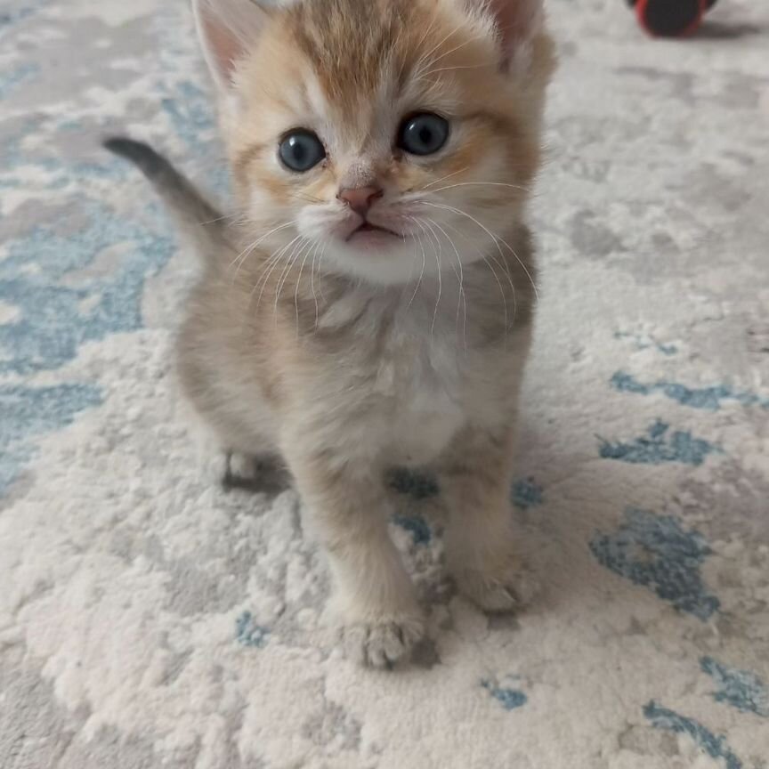 Кошка золотая шиншилла