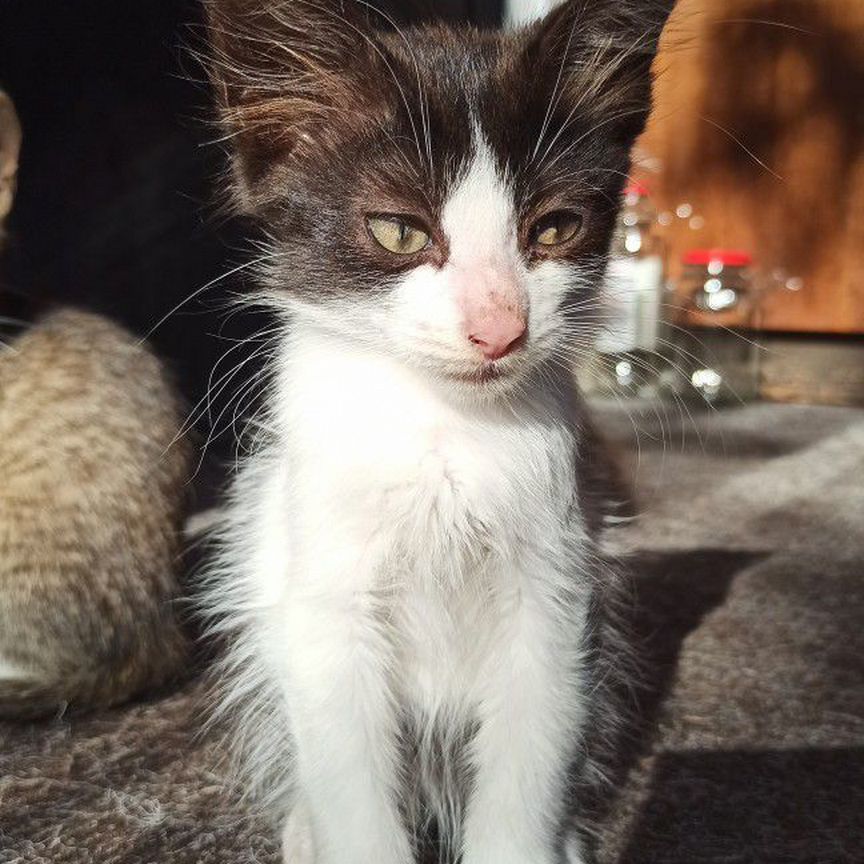 Котёнок