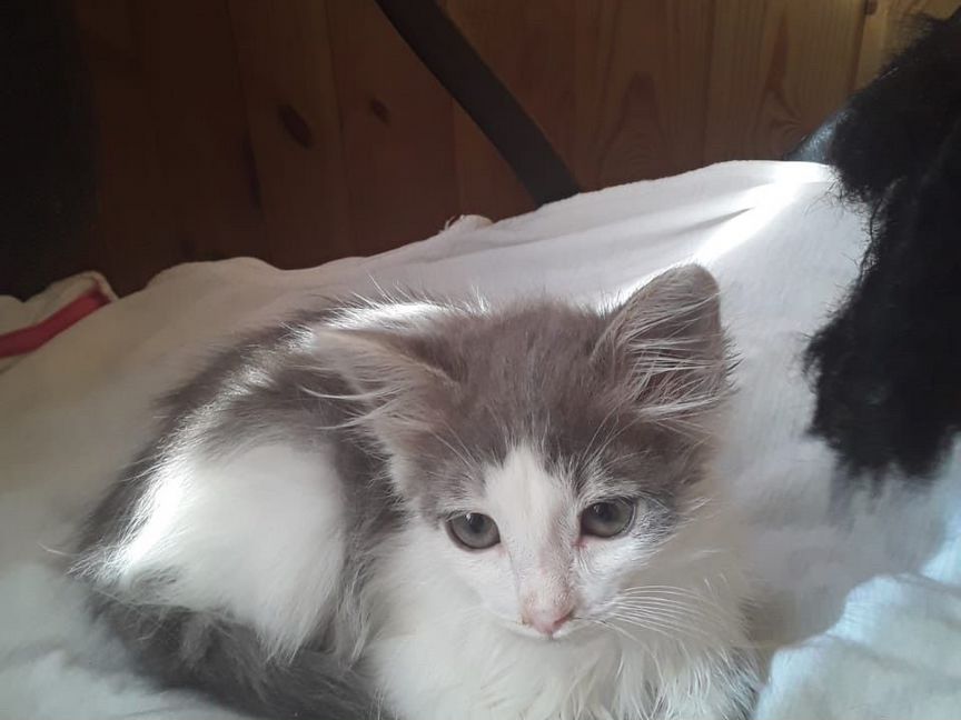 Котенок
