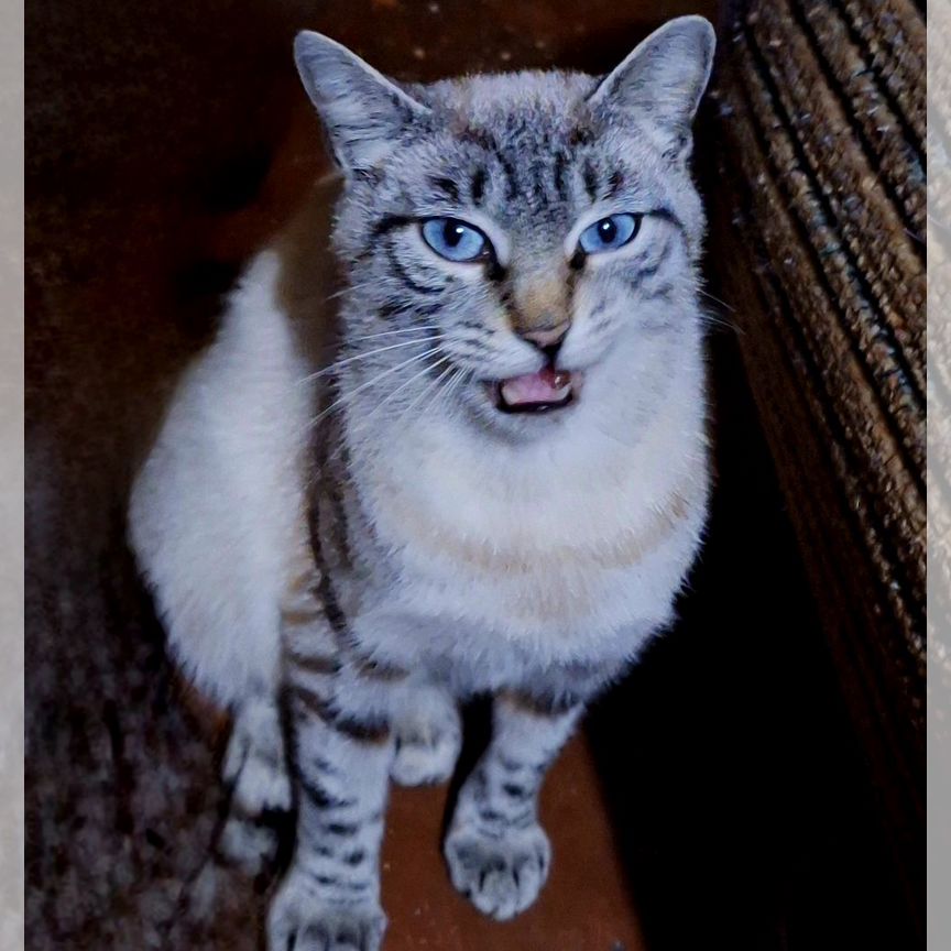 Голубоглазая кошка сиамская