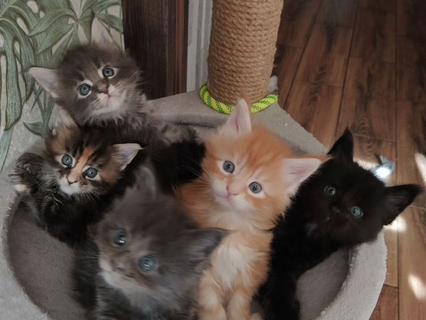 Котята Мейн-кун