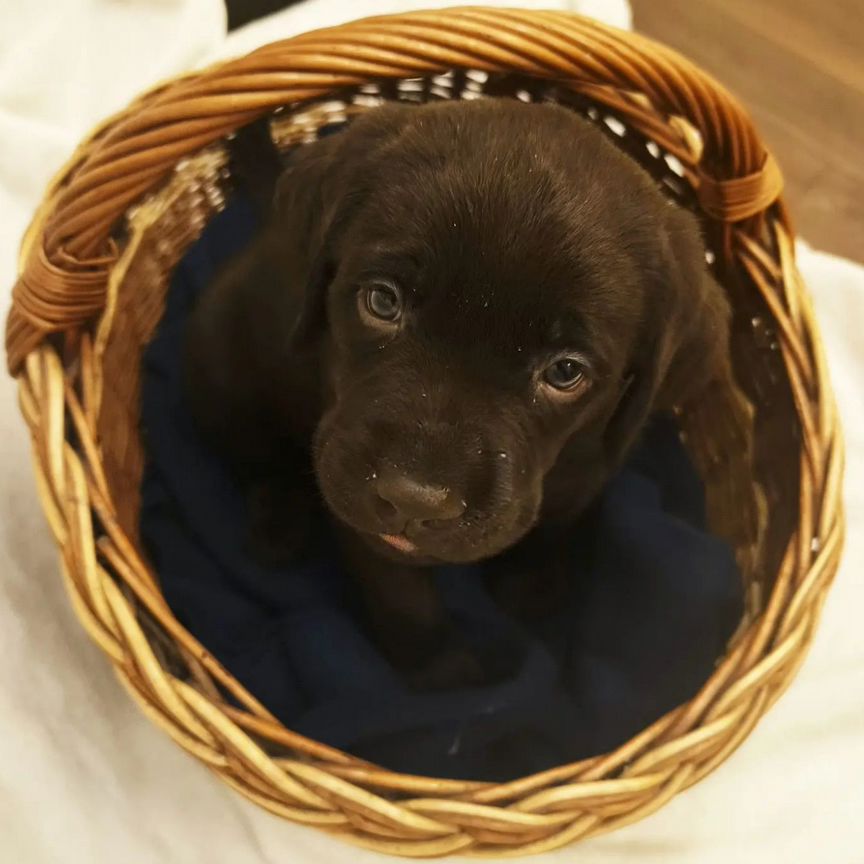 Лабрадор-ретривер, щенок