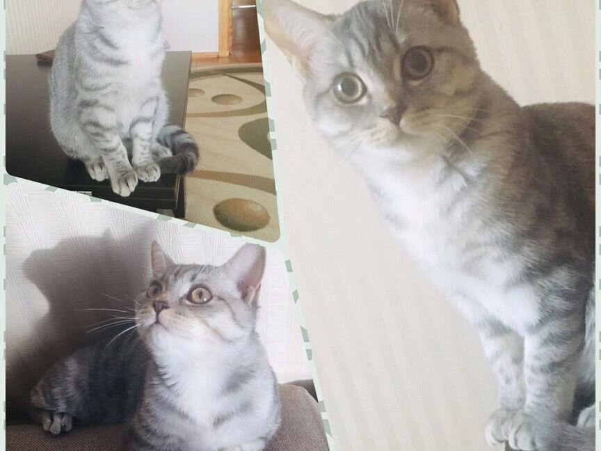 Шотландская кошка