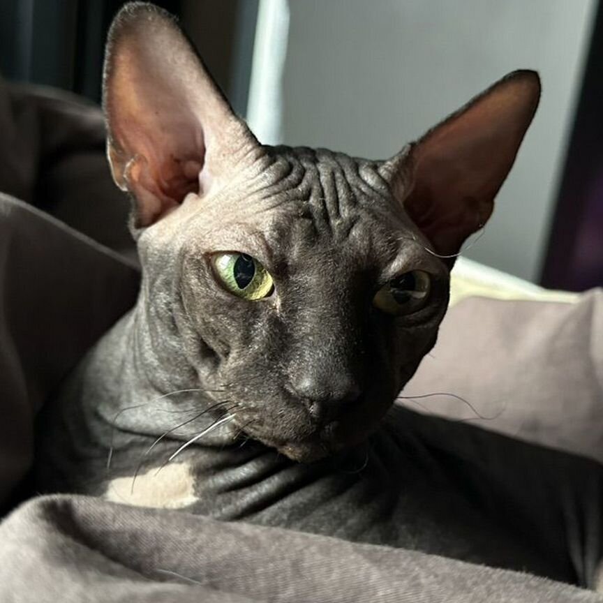 Канадский сфинкс, взрослая кошка