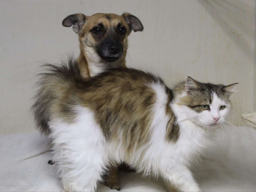 Кот в добрые руки