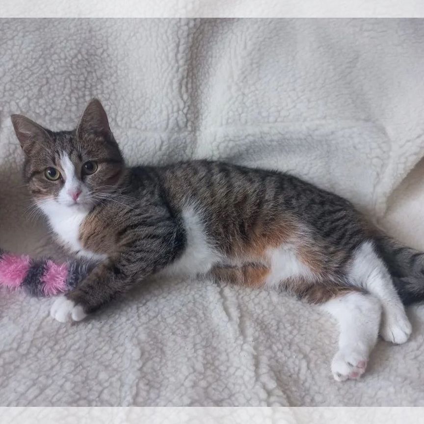 Взрослая, кошка в добрые руки