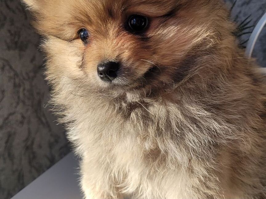 Щенки шпица