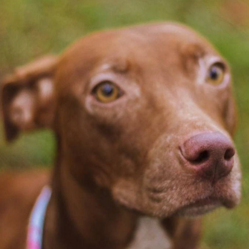 Взрослая собака в добрые руки