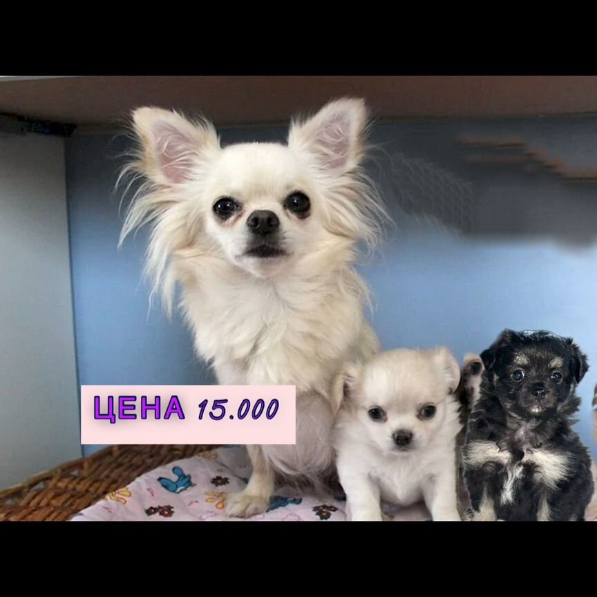 Мини чихуа хуа,щенки