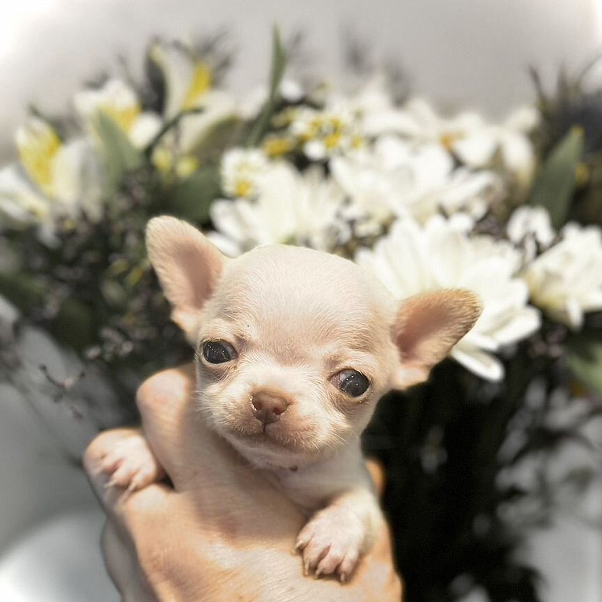 Щенки чихуахуа. Кремовая мини девочка