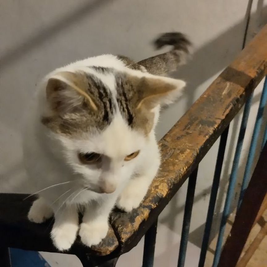 Котик мурлыка